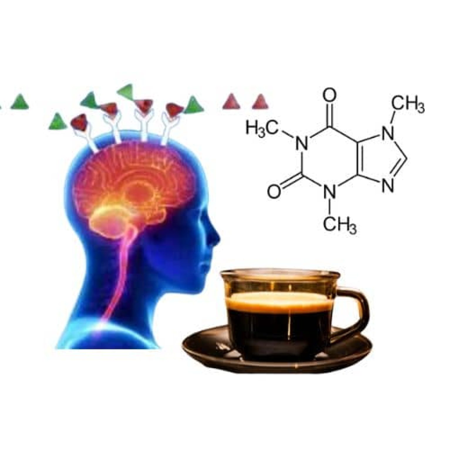 Science : Comment la caféine affecte-t-elle votre cerveau